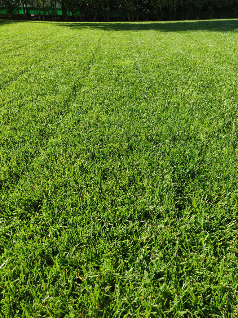 Maciste - Sementi per tappeto erboso - Ideale per zone aride - 5 Kg Bo